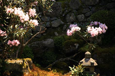 実光院 石楠花しゃくなげと京都大原の春の花々 京都もよう KYOTO MOYOU