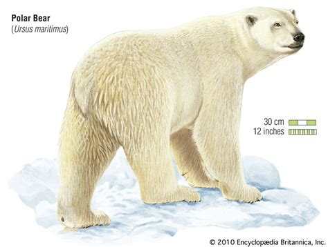 Polar Bear Habitat Information Clearance