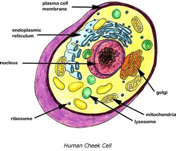 Human Cheek Cell Zechariah Has Khan