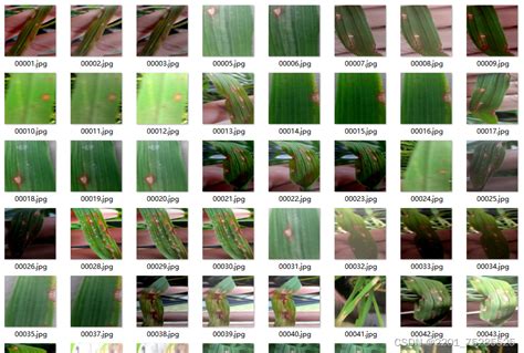 Yolov3 Yolov4 Yolov5 Yolov6 Yolov7 Lite Fastdet Efficientdet各系列模型开发、项目