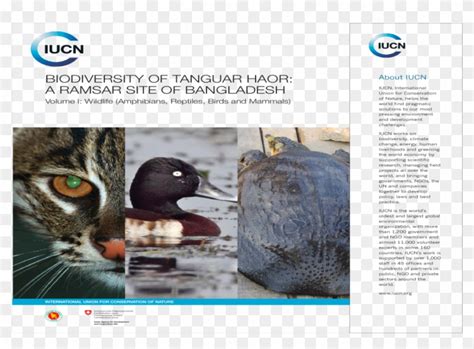 Redhead Hd Png Download 1200x630 1630218 Pinpng