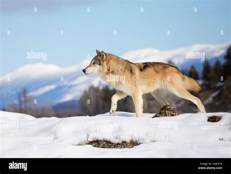 Tundra Wolf Canis Lupus Albus Walking In The Winter Snow With The