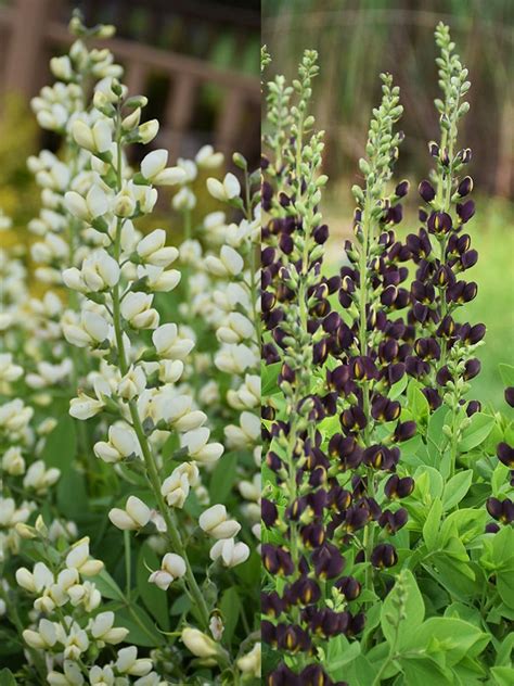 특가 유럽 밥티시아 2종 택1 20cm화분 주더케이야생화