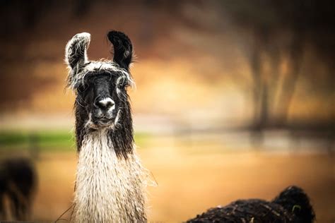 [100 ] Llama Wallpapers