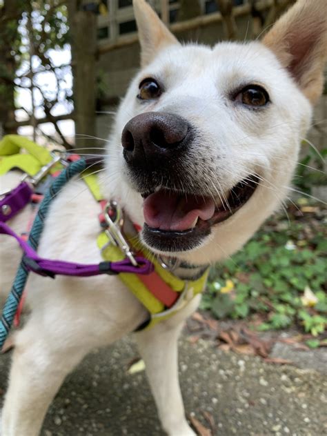 プディン 保護犬の里親募集サイト ピースワンコ・ジャパン