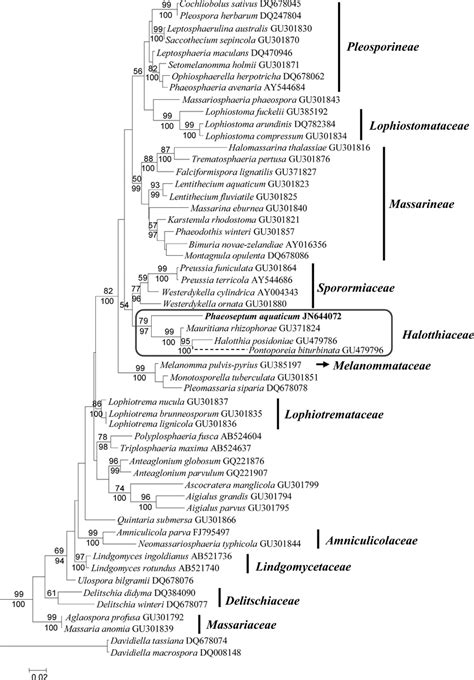 The Best Scoring Maximum Likelihood Tree Based On Analysis Of 28s Rdna