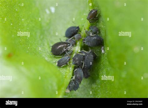 Bean Aphid Or Black Bean Aphids Aphis Fabae A Colony Of Wingless