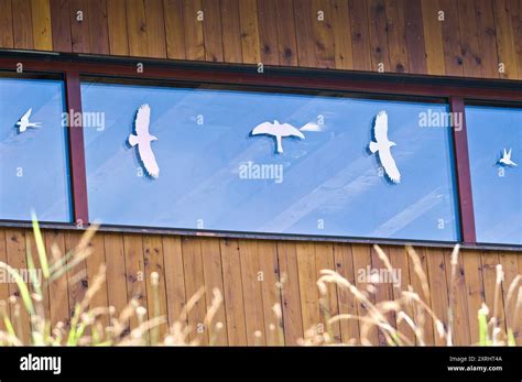 Windows With Shiny Silhouettes Of Birds Bird Protection Bird Hits And