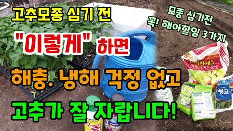 고추모종 심기전 이렇게 하면 해충냉해 걱정 없고 고추나무가 잘 자라요 고추심는시기 Youtube