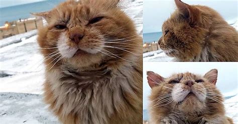 Cat From The Arctic Svalbard Archipelago Imgur