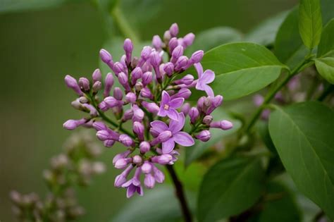 Lilas Imagens Download Grátis No Freepik