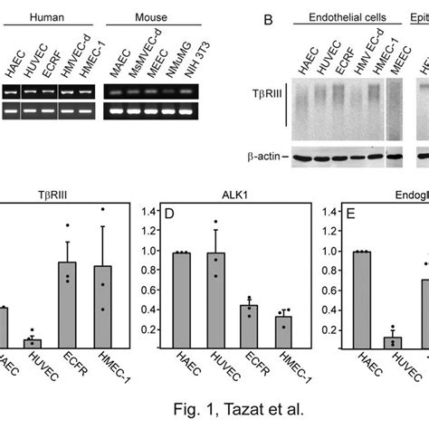 T Riii Facilitates Smad158 Phosphorylation Induced By Bmp9 Or Tgf 1