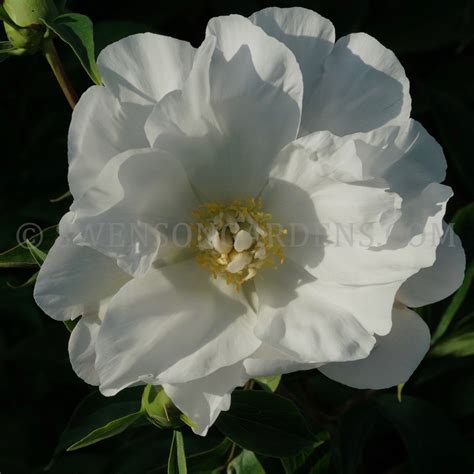 White Innocence Swenson Gardens