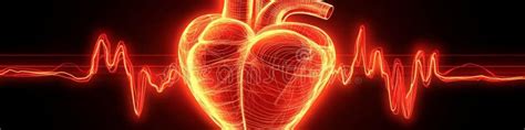 Glowing Anatomical Heart Vector Illustration With Ecg Waveform And