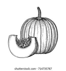 Ink Sketch Pumpkin Isolated On White Stock Vector Royalty Free