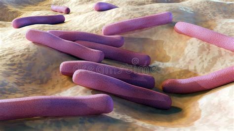 Mycobacterium Tuberculosis Also Known As Koch S Bacillus Stock