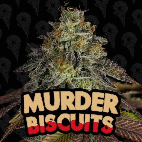 Murder Biscuits Seeds Dirty Bird Genetics