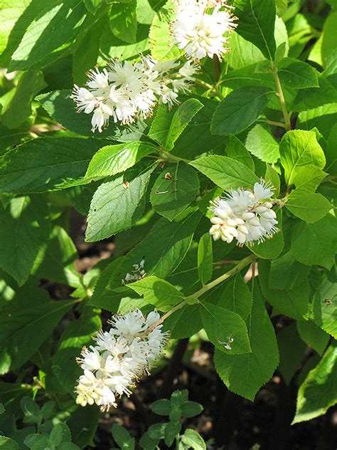 Hummingbird Summersweet Clethra Alnifolia Hummingbird In Issaquah