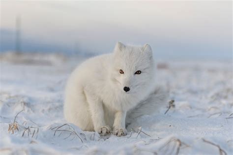 Lis Polarny Vulpes Lagopus Zim W Tundrze Syberyjskiej Zdj Cie Premium