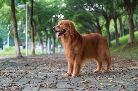 Dog Pain Medication Galliprant At Skye Clarey Blog