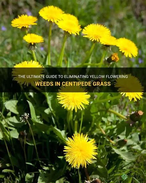 The Ultimate Guide To Eliminating Yellow Flowering Weeds In Centipede