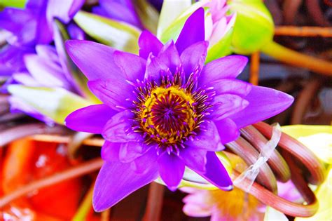 【自拍照片分享《非廣告》】蓮花園 蘇柏全自寫《商業實務個案》 非廣告