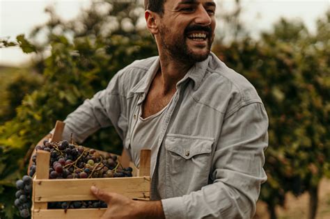 포도밭에서 포도를 수확하는 와인메이커 잘 익은 적포도가 가득 담긴 나무 상자를 들고 미소 짓는 와인 메이커 가을에 대한 스톡 사진 및 기타 이미지 Istock