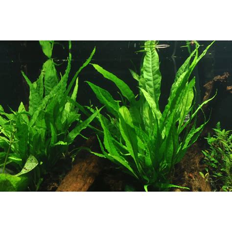 Microsorum Pteropus On Wood Medium Aqua Essentials