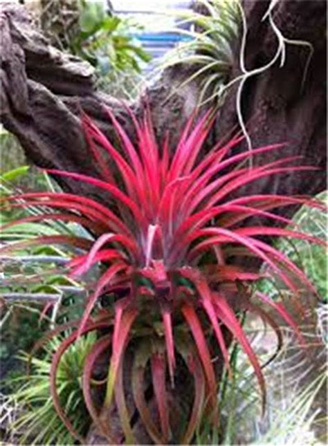 Incredible Ionantha Tillandsia Air Plant