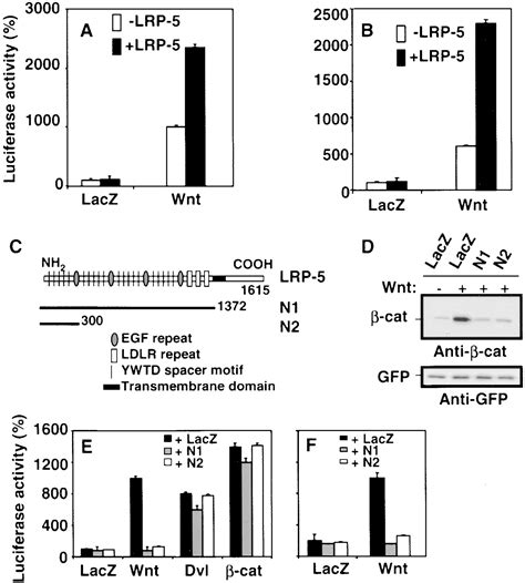 Low Density Lipoprotein Receptor Related Protein Binds To Axin And Regulates The Canonical Wnt