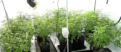 Wind Burn On Cannabis Plants Mr Grow It