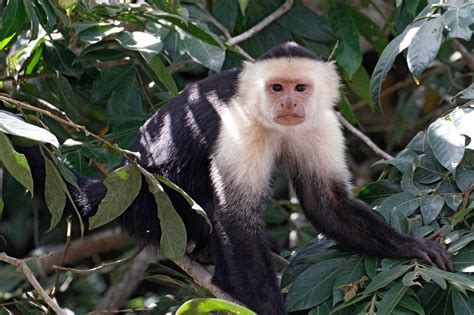 Colombian White Throated Capuchin Cebus Capucinus New England