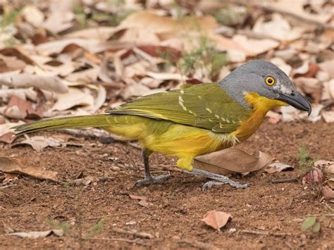 Gray Headed Bushshrike Ebird