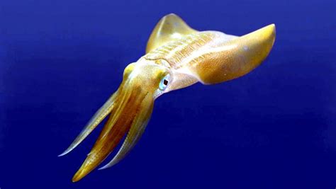 Caribbean Reef Squid OCEAN TREASURES Memorial Library
