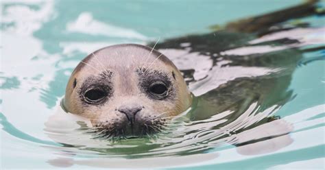 Descubrieron En Finlandia Una Nueva Especie De Foca Infobae