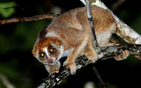 Philippine Slow Loris Nycticebus Menagensis Palm Oil Detectives
