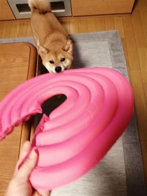 エリカラを使いこなす うちの犬 気まぐれ柴犬麦の日記