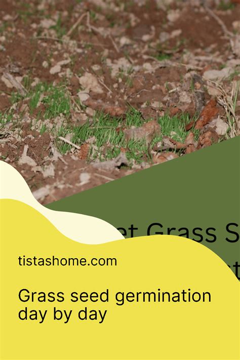 Grass Seed Germination Day By Day Seed Germination Grass Seed Germination
