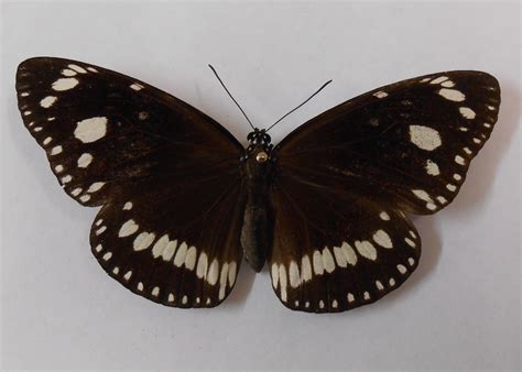 Common Crow Top Cq Insects