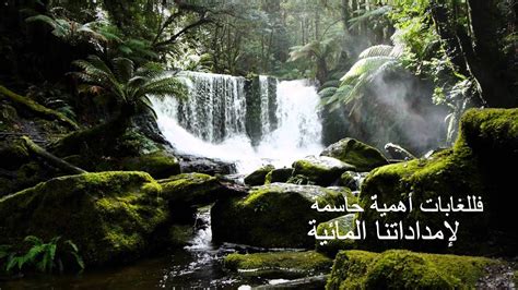 اليوم الدولي للغابات 2016 Youtube
