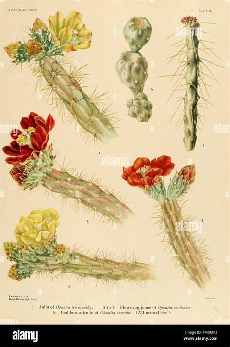 The Cactaceae Plate Ix Provides A Comprehensive Classification Of Cactus Species Featuring