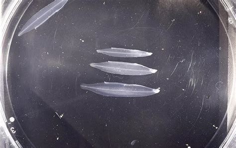 ニホンウナギ完全養殖成功 近畿大、商業化には壁 中経オンライン 中部経済新聞 電子版
