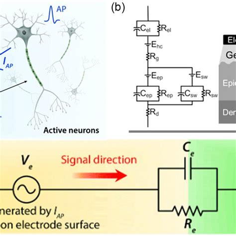 Bioelectronic Activity On Tissueelectrode Interface A Schematic
