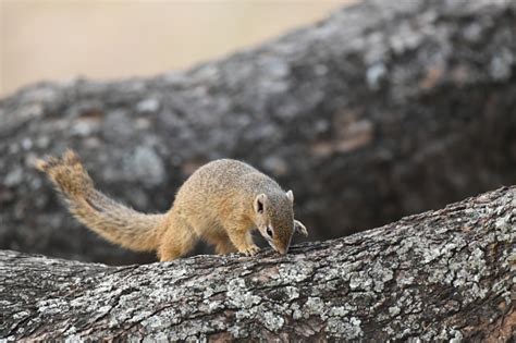 나무 다람쥐 또는 스미스 부시 다람쥐 Paraxerus Cepapi 0명에 대한 스톡 사진 및 기타 이미지 0명 갈색