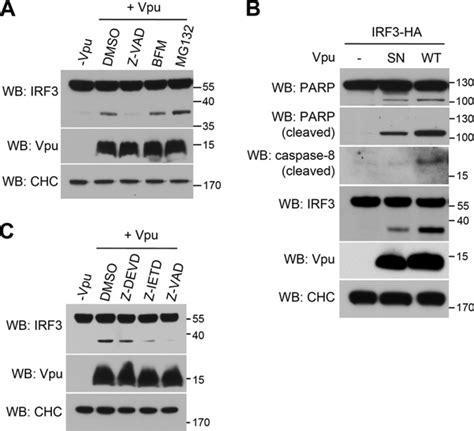 Hiv 1 Vpu Accessory Protein Induces Caspase Mediated Cleavage Of Irf3