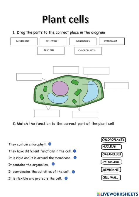 Simple Chloroplast Drawing Chemical Energy Cell Membrane Light Independent Reactions