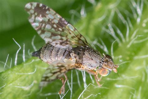 Tephritis Leontodontis Crepidis Or Fallax Insects
