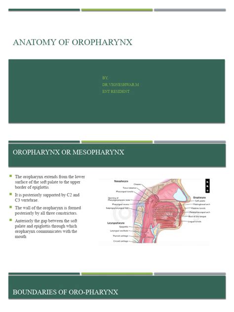 Oropharynx Ppt Vignesh Download Free Pdf Tongue Anatomy