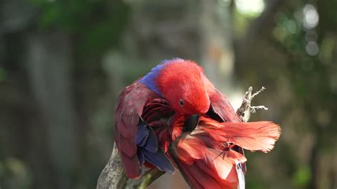 Premium Stock Video Female Moluccan Eclectus Parrot Bird Preening Or Grooming Tail Feathers