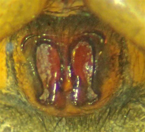 D Insularis Female Drassyllus Insularis Bugguidenet